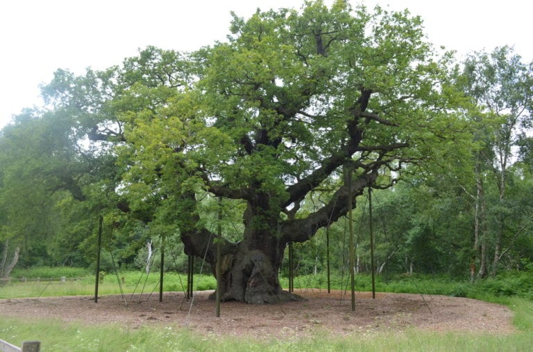 10 Most Popular Trees Worldwide - 10 Most Today